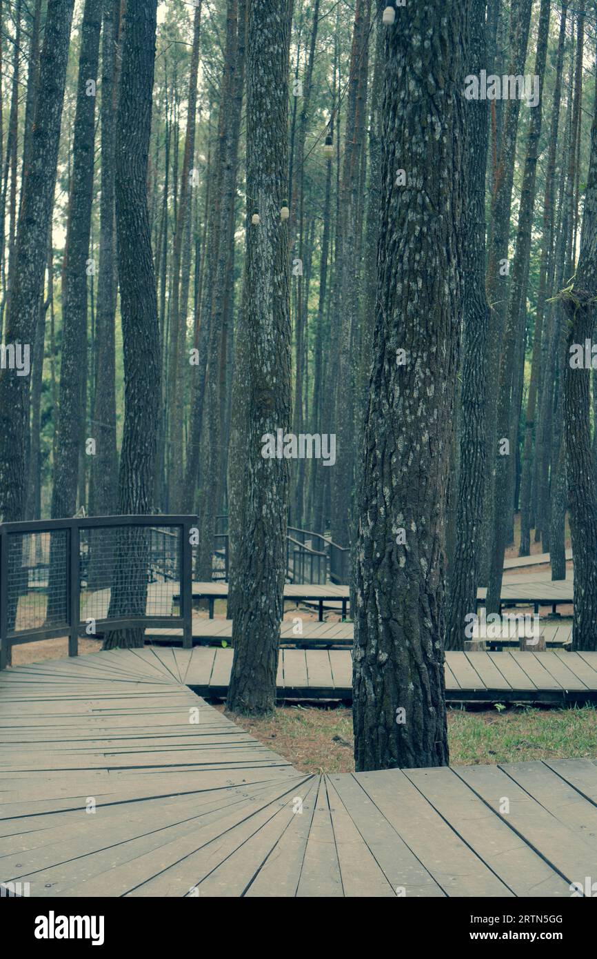 Wooden path in the pine forest, indonesia Stock Photo - Alamy
