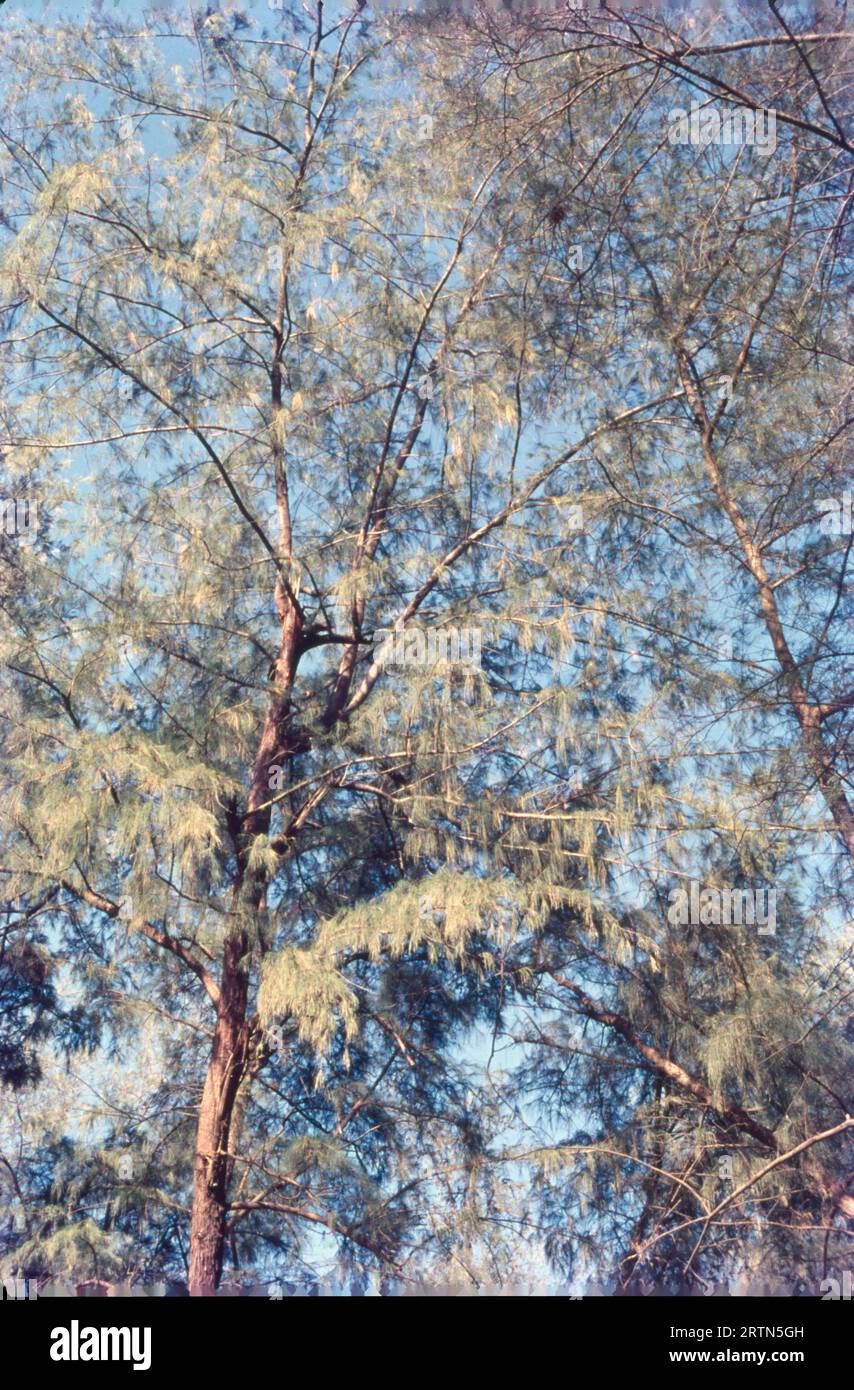 Tree, Tithal Beach, Balsar, Gujrat, India Stock Photo - Alamy