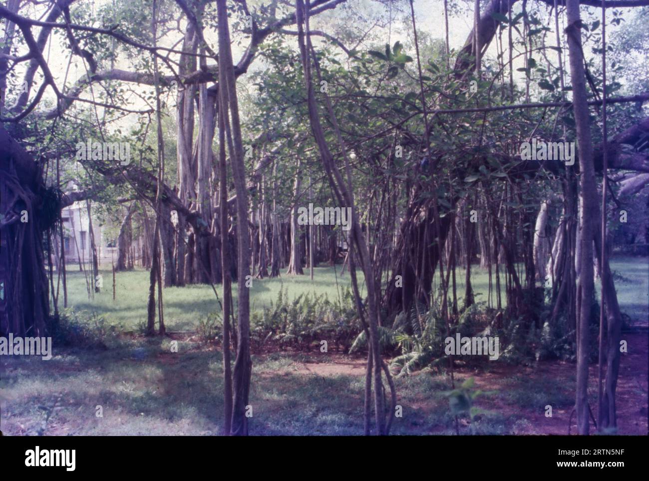 Adiyar Park Forest, Madras, Tamil Nadu, India Stock Photo - Alamy