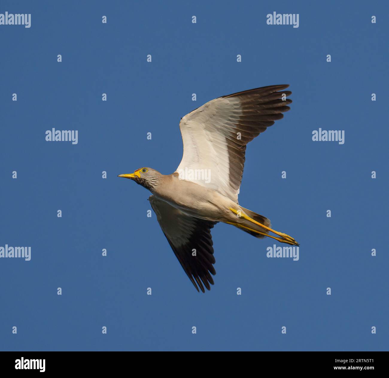 Wattled Plover - Kotu Creek, Gambia Stock Photo - Alamy