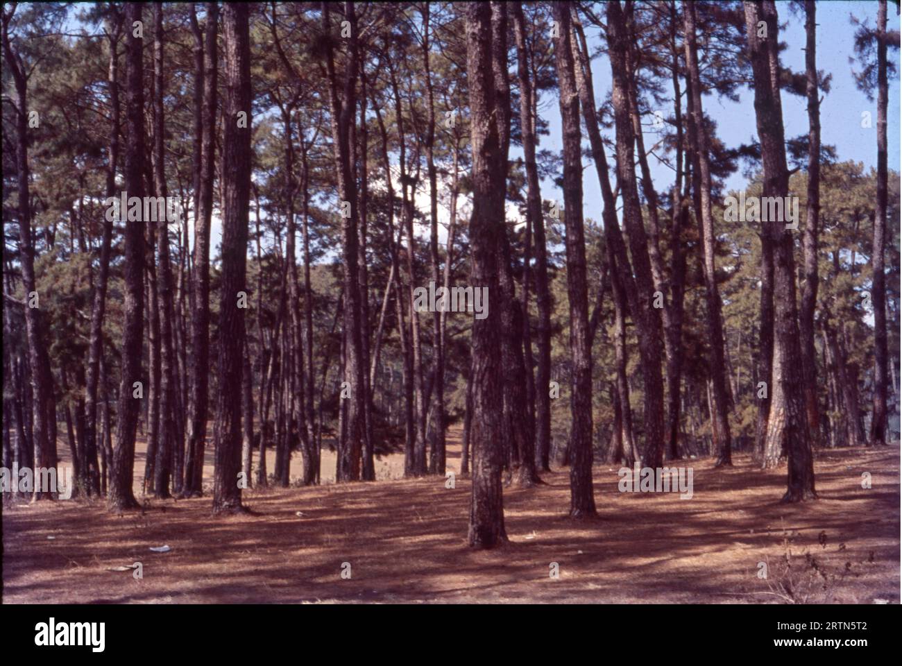 Woods, Trees, Shilong, Meghalaya, India Stock Photo - Alamy
