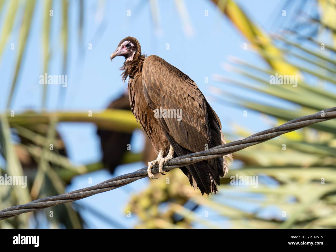 Hooded Vulture - Kotu, Gambia Stock Photo - Alamy