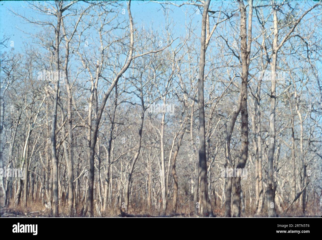 Mudumalai Forest in Tamil Nadu, India Stock Photo - Alamy