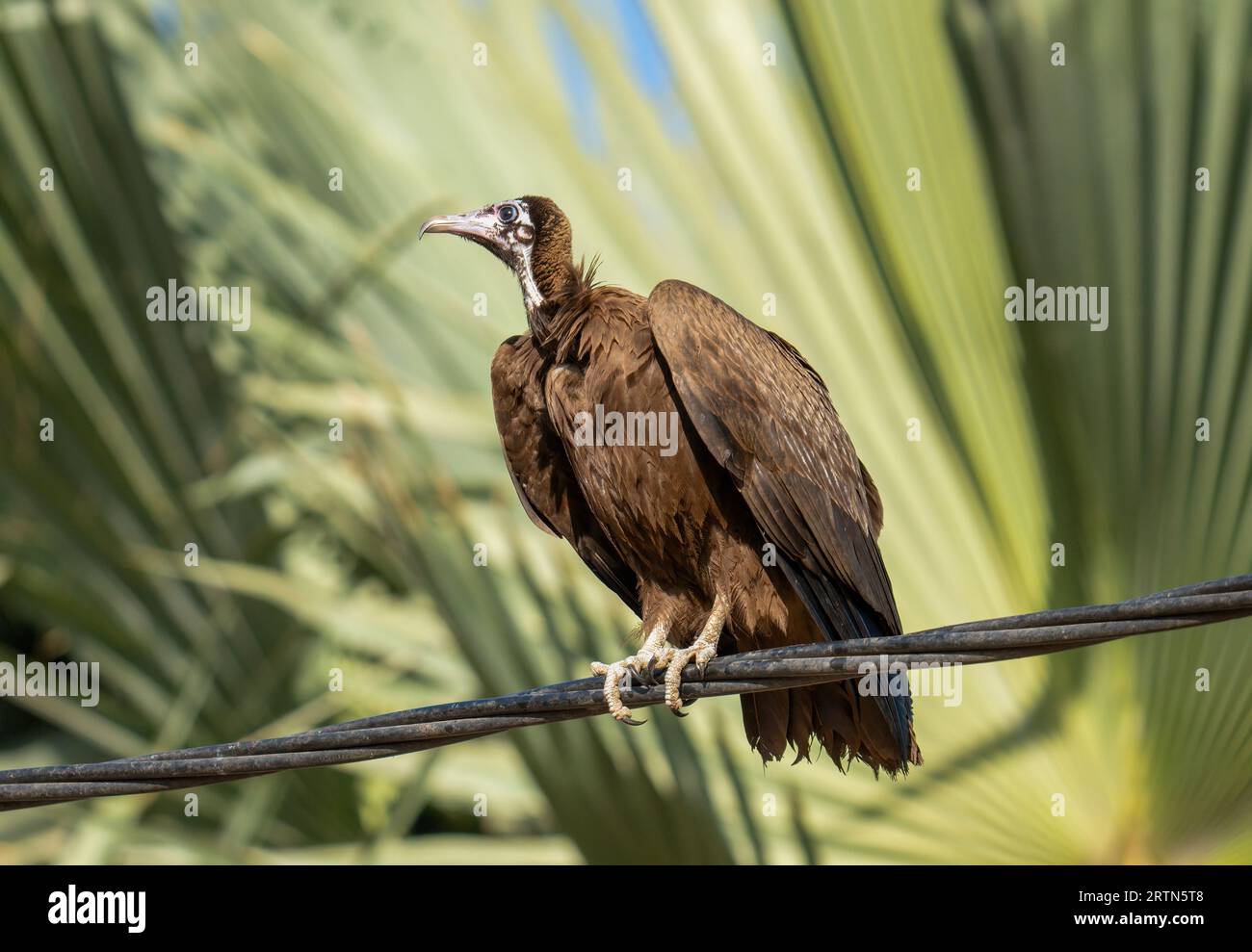 Hooded Vulture - Kotu, Gambia Stock Photo - Alamy