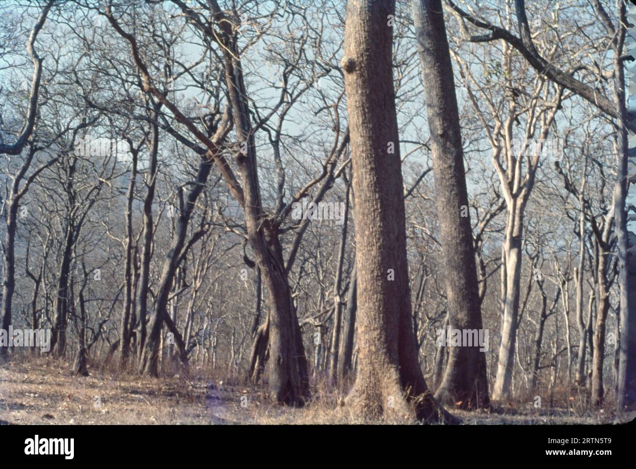 Mudumalai Forest in Tamil Nadu, India Stock Photo - Alamy