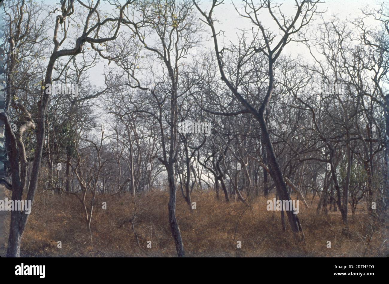 Mudumalai national park tamil nadu india hi-res stock photography and ...