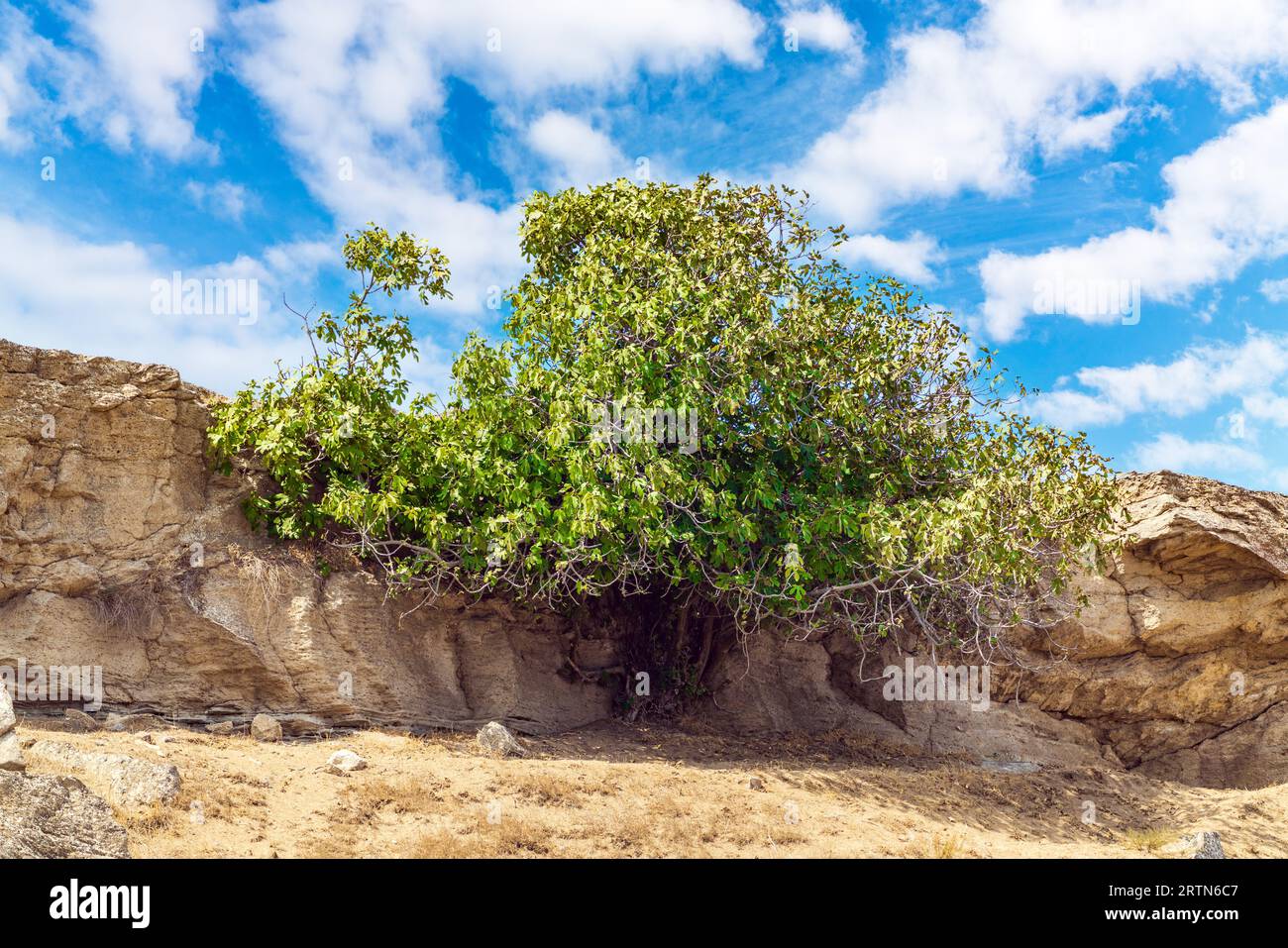 Fig tree on the rock Stock Photo - Alamy
