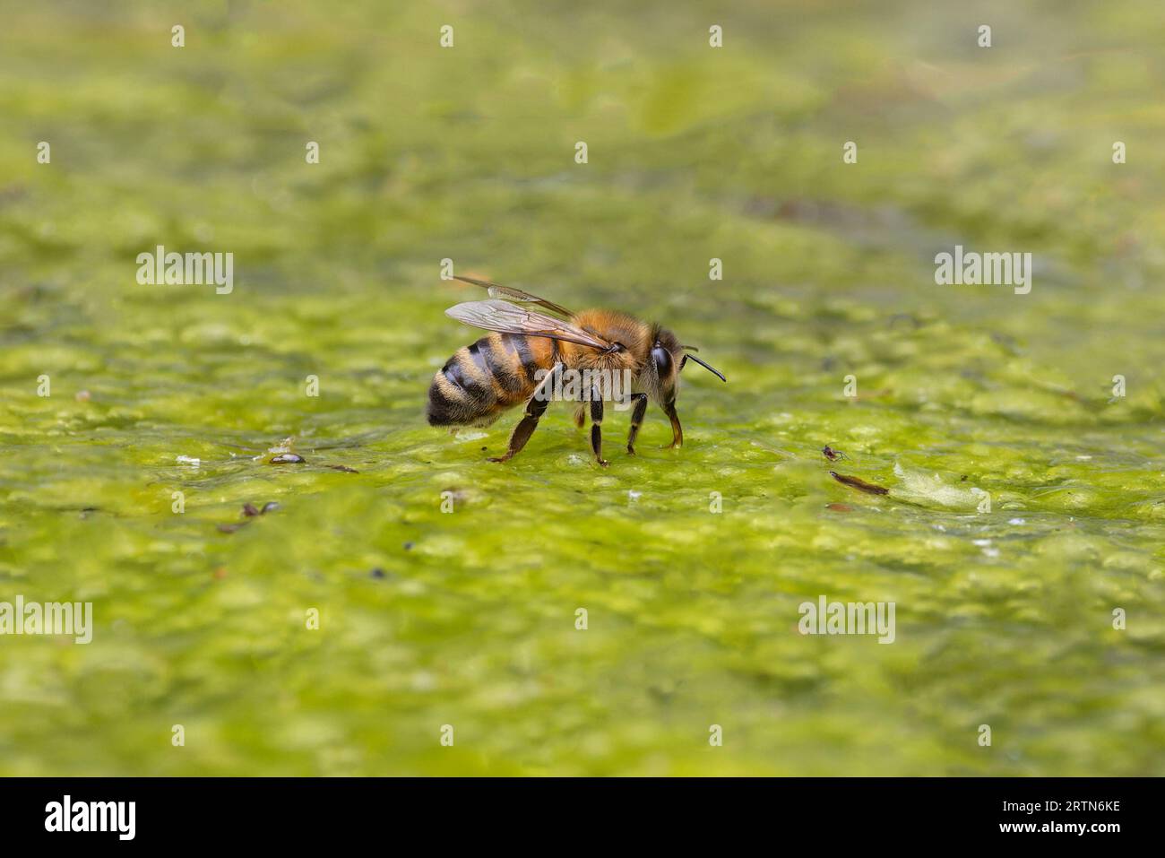 Eurasian honey bees hi-res stock photography and images - Alamy