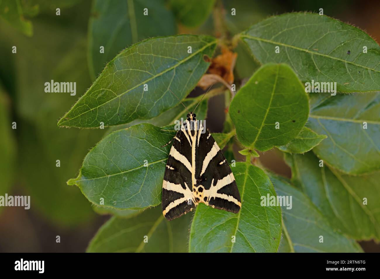 Tigermoth hi-res stock photography and images - Alamy