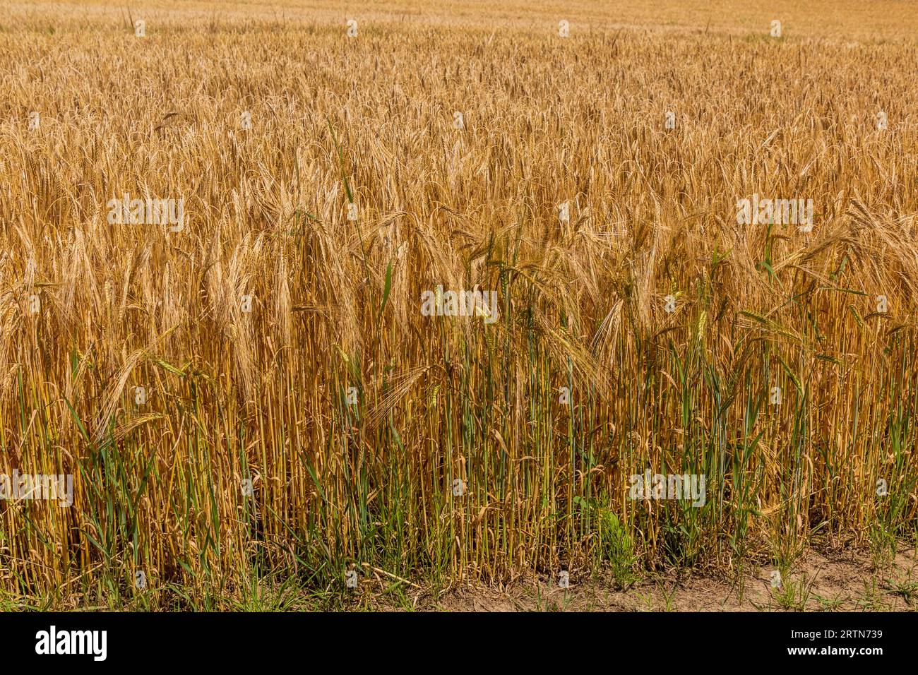 Detail of a field of ripe rye Stock Photo - Alamy