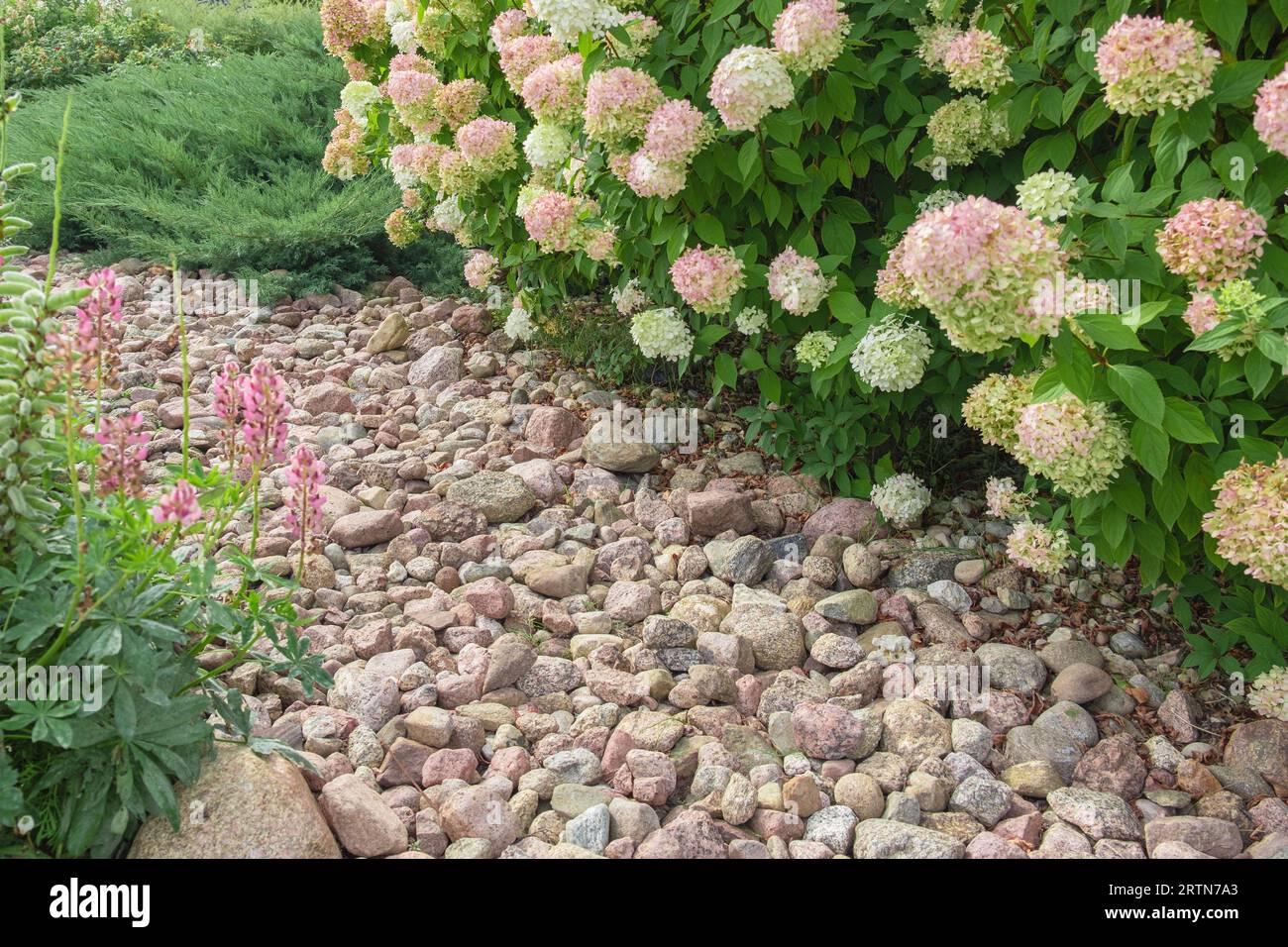 Hydrangea paniculata and conifer. Beautiful Garden path made of natural stones, gravel. Huge ...