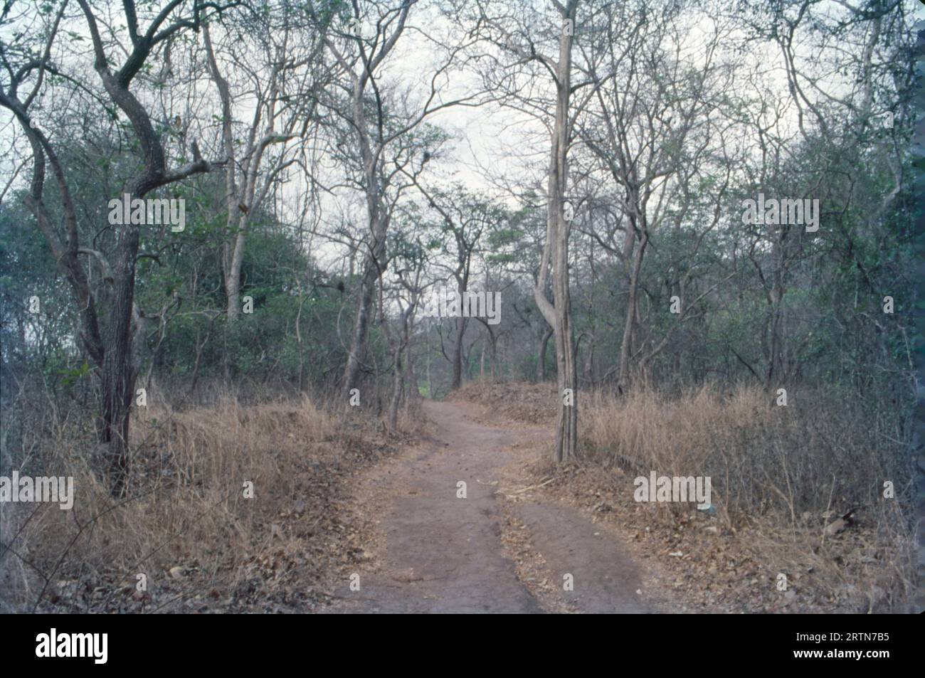 Pathway Through The Forest, India Stock Photo - Alamy