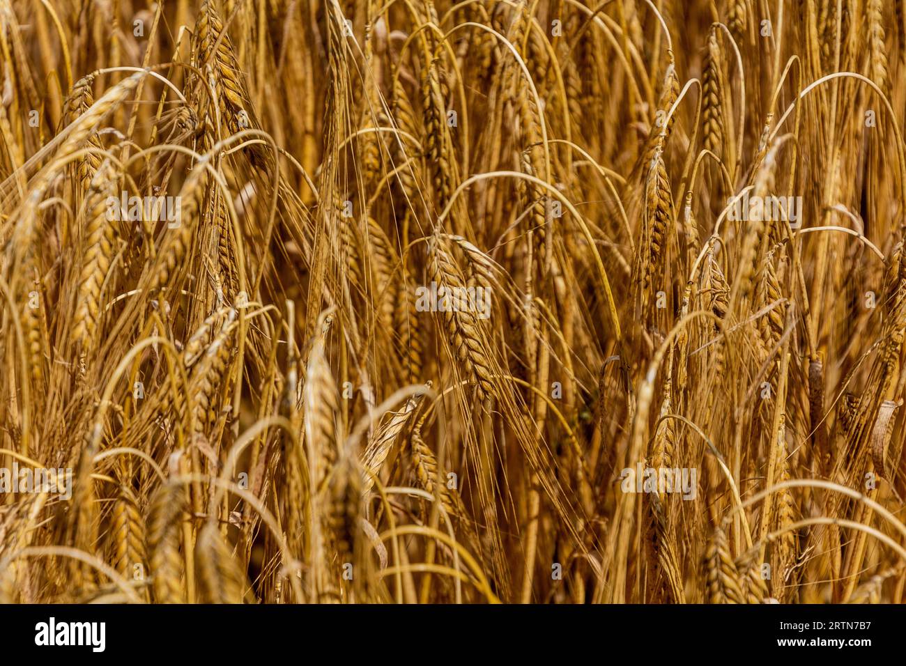 Detail of a field of ripe rye Stock Photo - Alamy