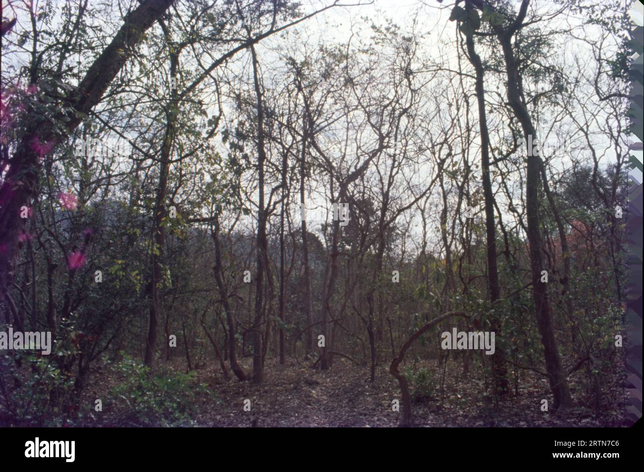 Dry Trees, & Forest Near Tulsi Lake, Maharashtra, India Stock Photo - Alamy