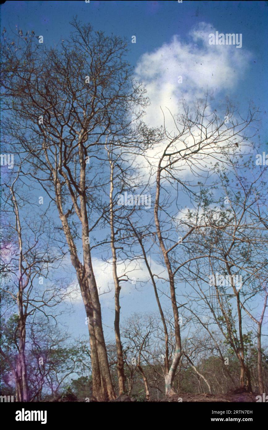 Dry Trees, & Forest Near Tulsi Lake, Maharashtra, India Stock Photo - Alamy