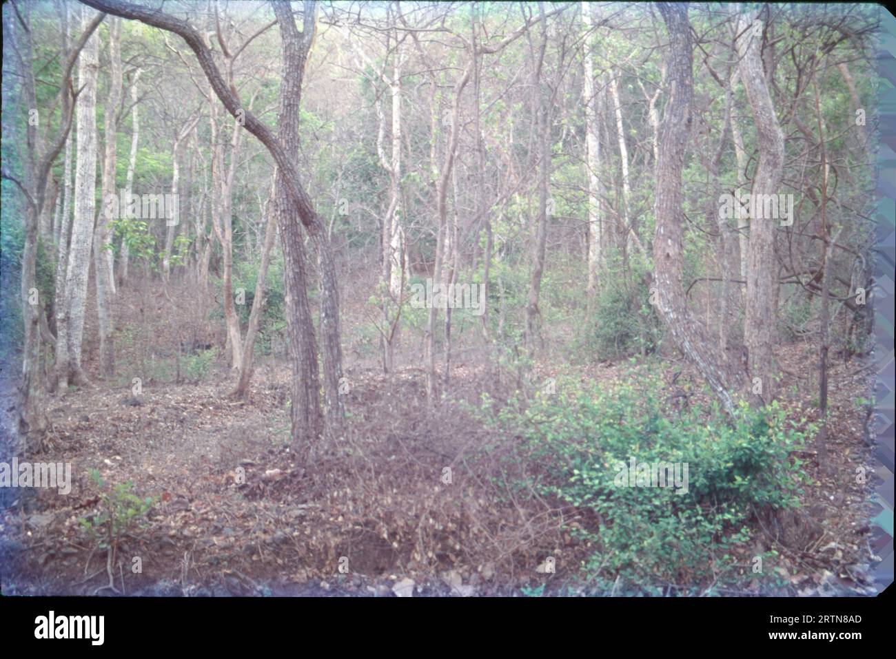 Girnar forest hi-res stock photography and images - Alamy