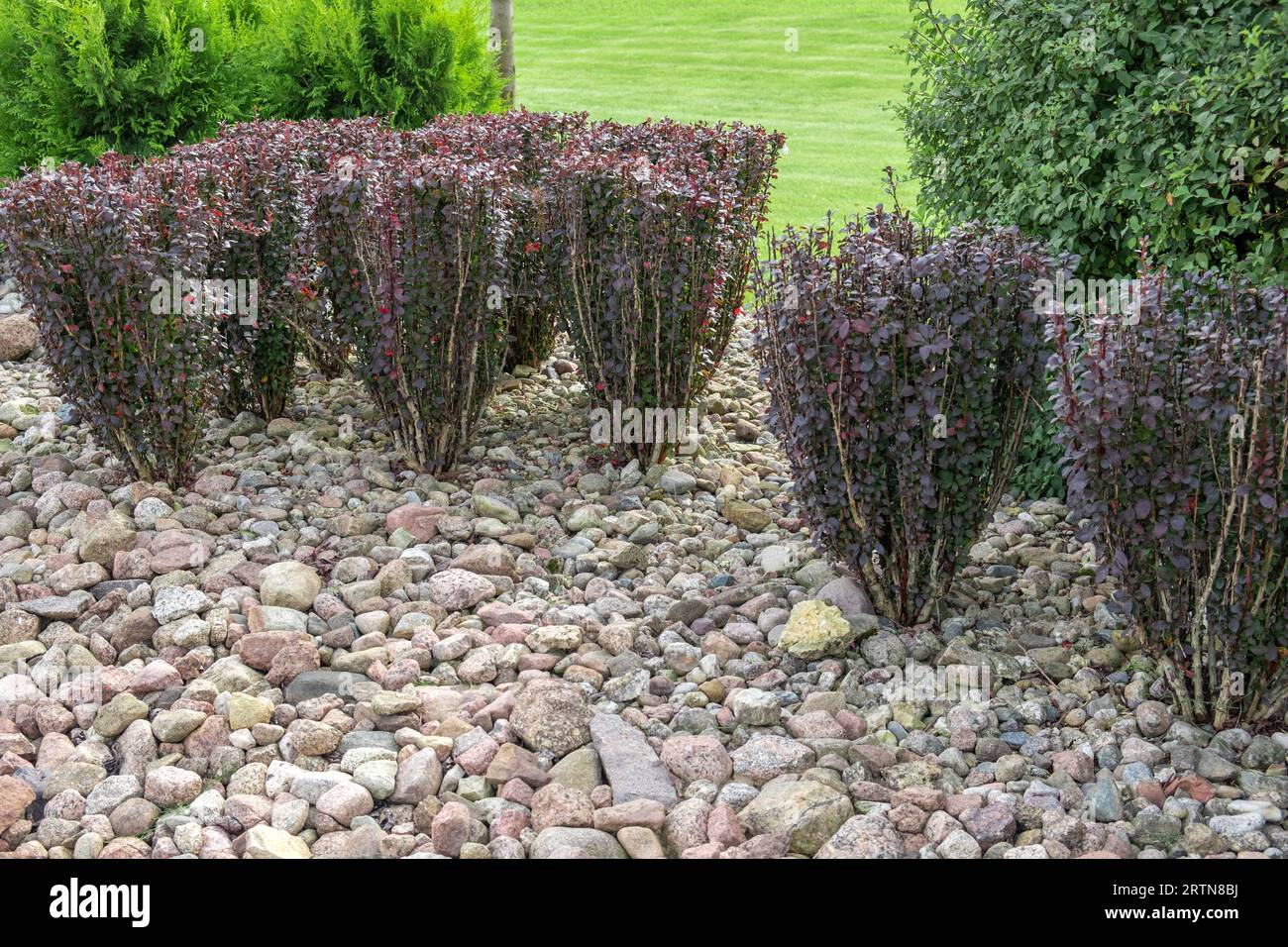 Front yard with purple Barberry growing. Garden path made of natural ...