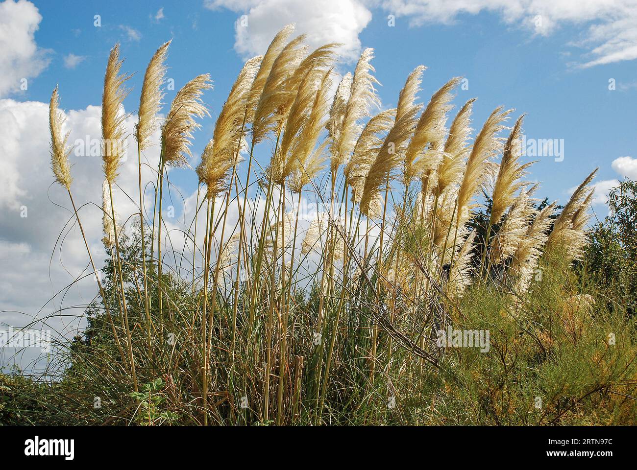 A Magical Moment: Natural Beauties on the Breton Coast Stock Photo - Alamy