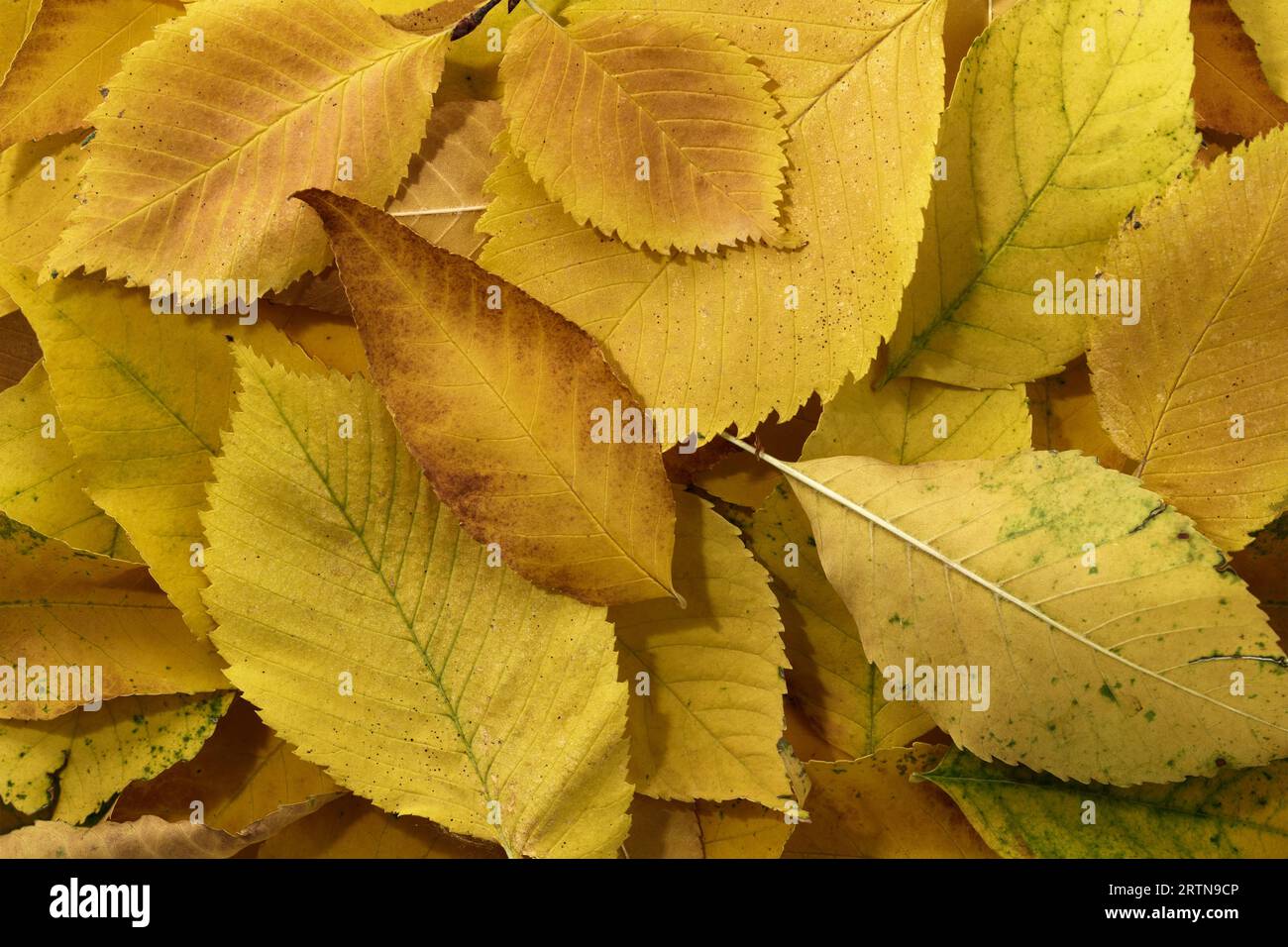 Yellow autumn leaves in a beautiful garden Stock Photo - Alamy