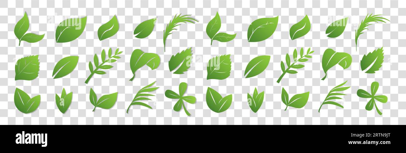A set of green leaves on a transparent background with and without a ...
