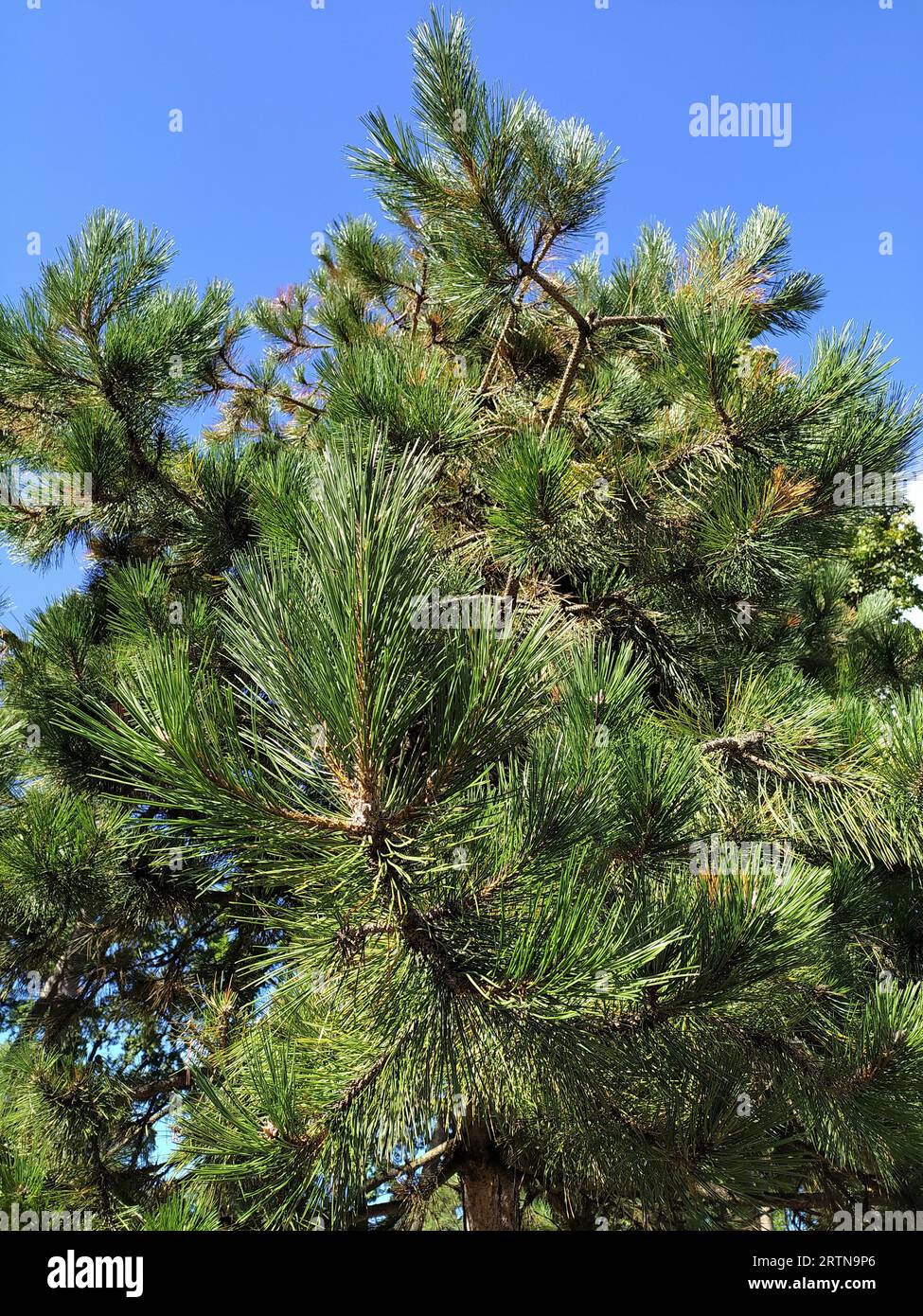 Unique pine trees in the Latvian resort town of Jurmala Stock Photo - Alamy