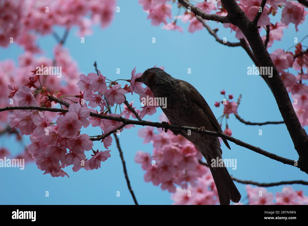Honey bird hi-res stock photography and images - Alamy