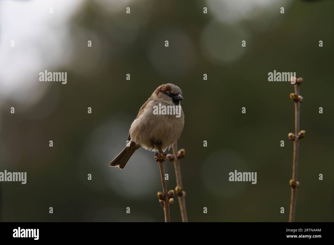 Gorgeous Passer domesticus Family Passeridae Genus Passer House sparrow ...