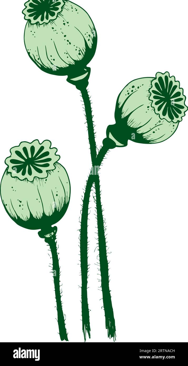 Poppy heads and lettering isolated on white background. Poppy heads ...