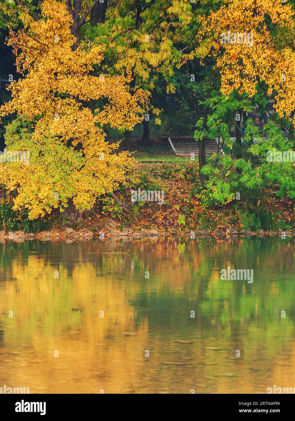 water stream with stones. trees in fall foliage on the shore. autumnal ...