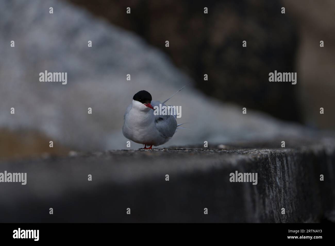Sterna Paradisaea Family Laridae Genus Sterna Arctic tern wild nature seaside bird photography ...