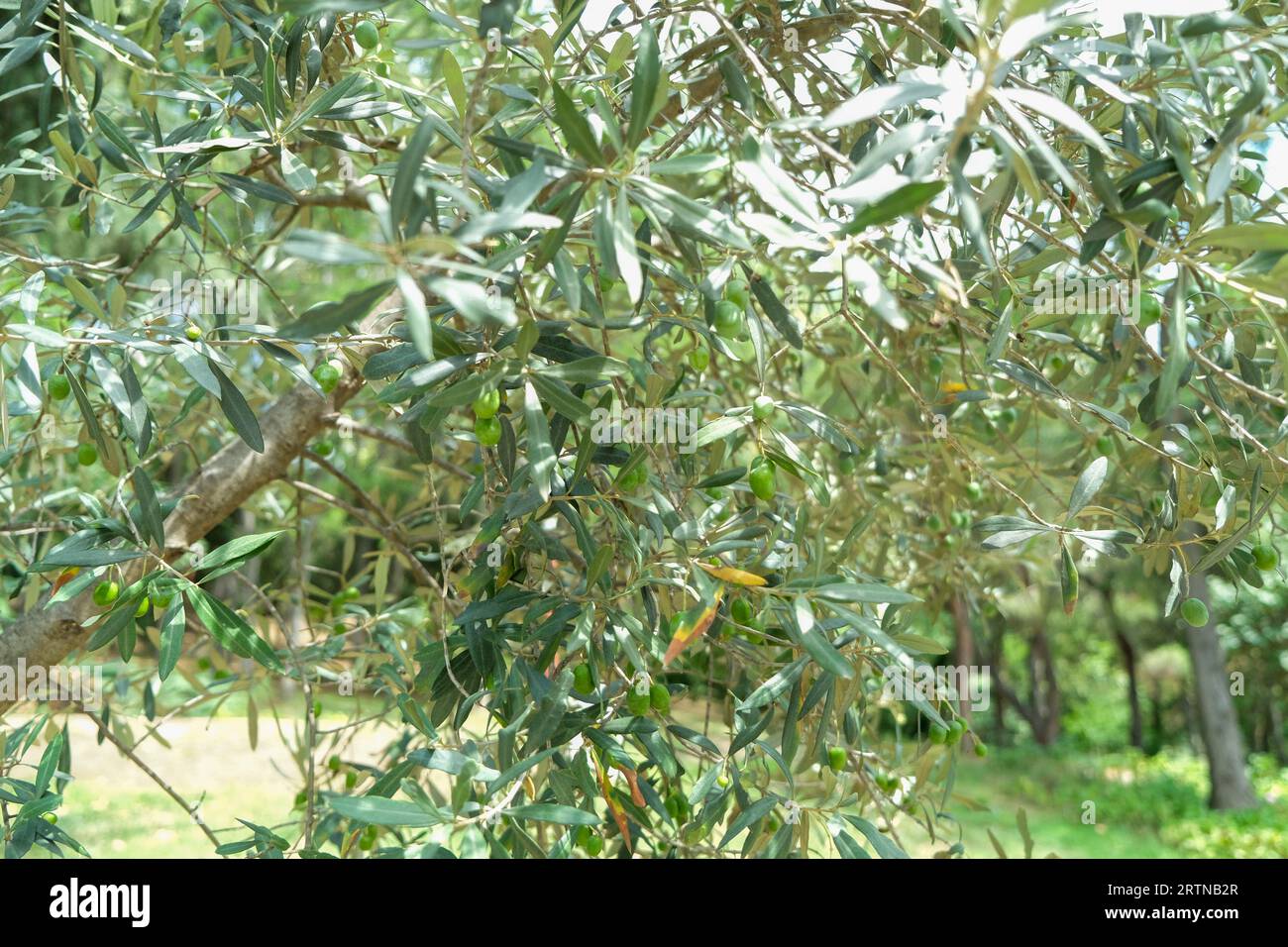 Close up olive tree with branches and leaves Stock Photo - Alamy