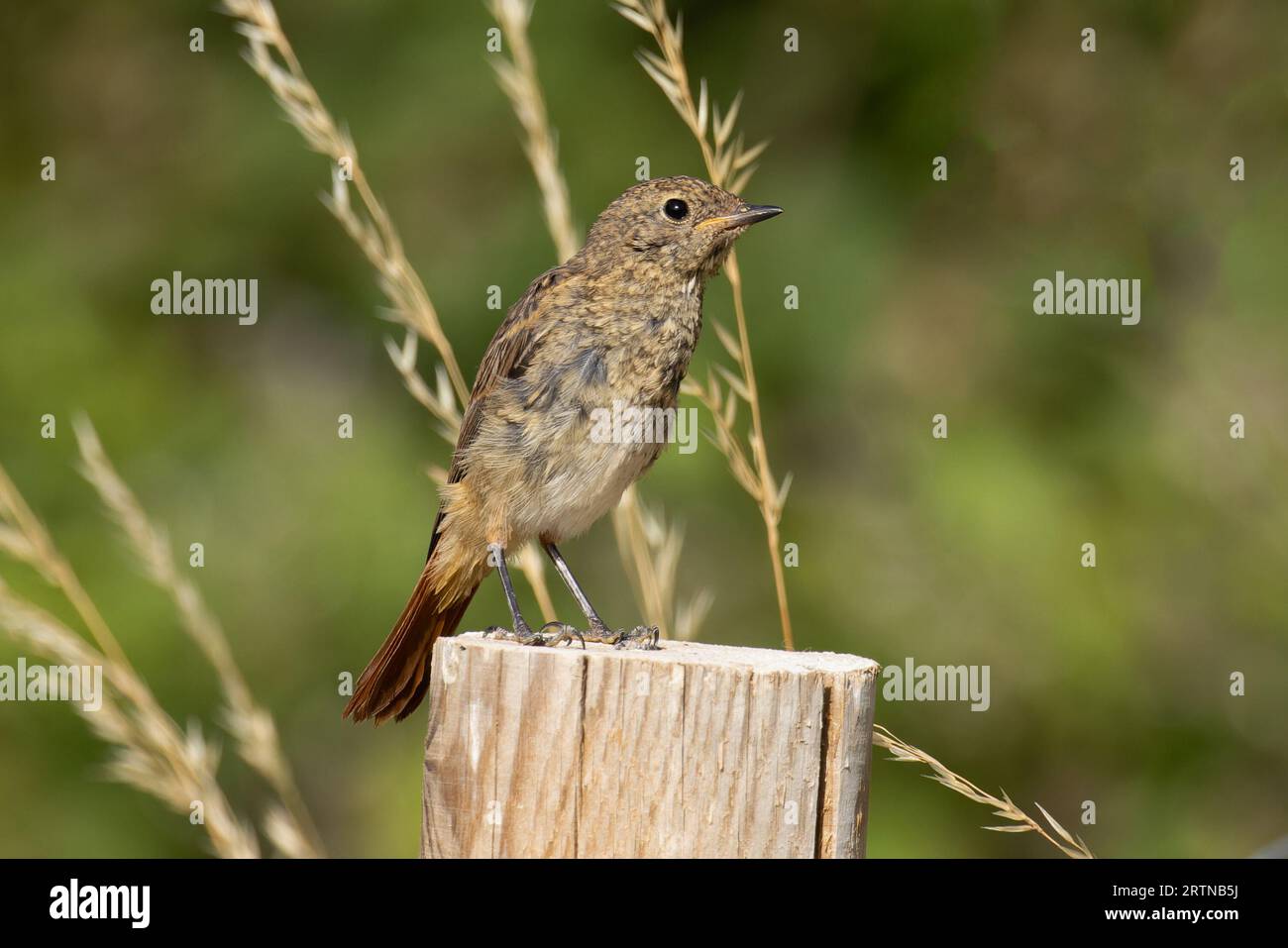 Redstart (Phoenicurus phoenicurus) juvenile Pyrenees Spain ES August ...