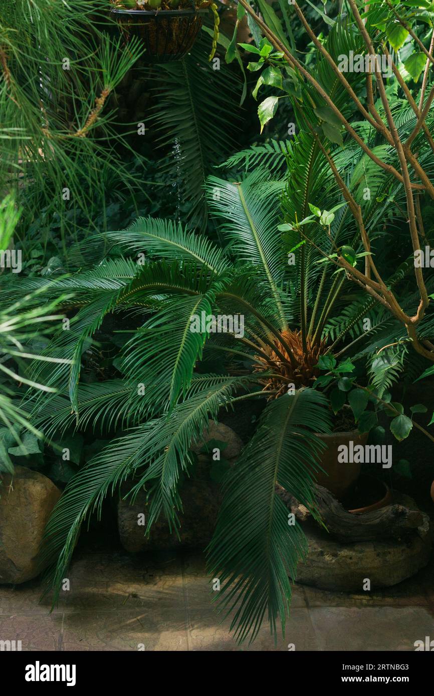 different tropical plants in an old greenhouse Stock Photo - Alamy