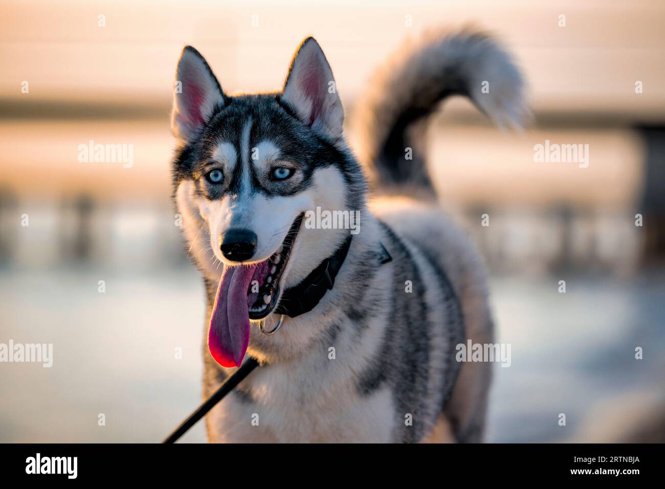 Close up Portrait of a young Husky dog looking side of the camera with ...