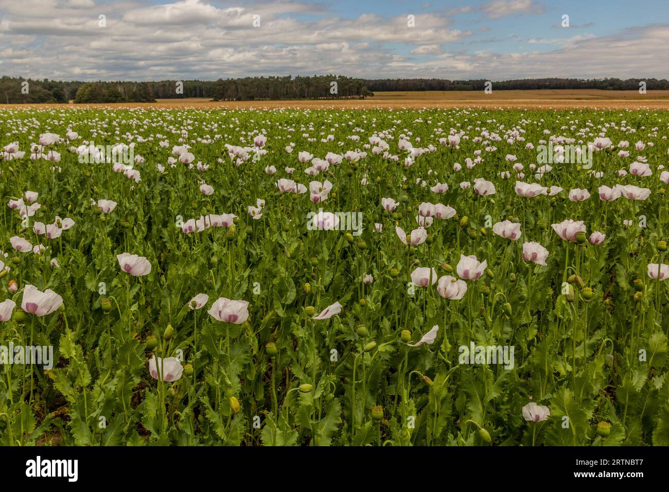 Field of poppy in the Czech Republic Stock Photo - Alamy