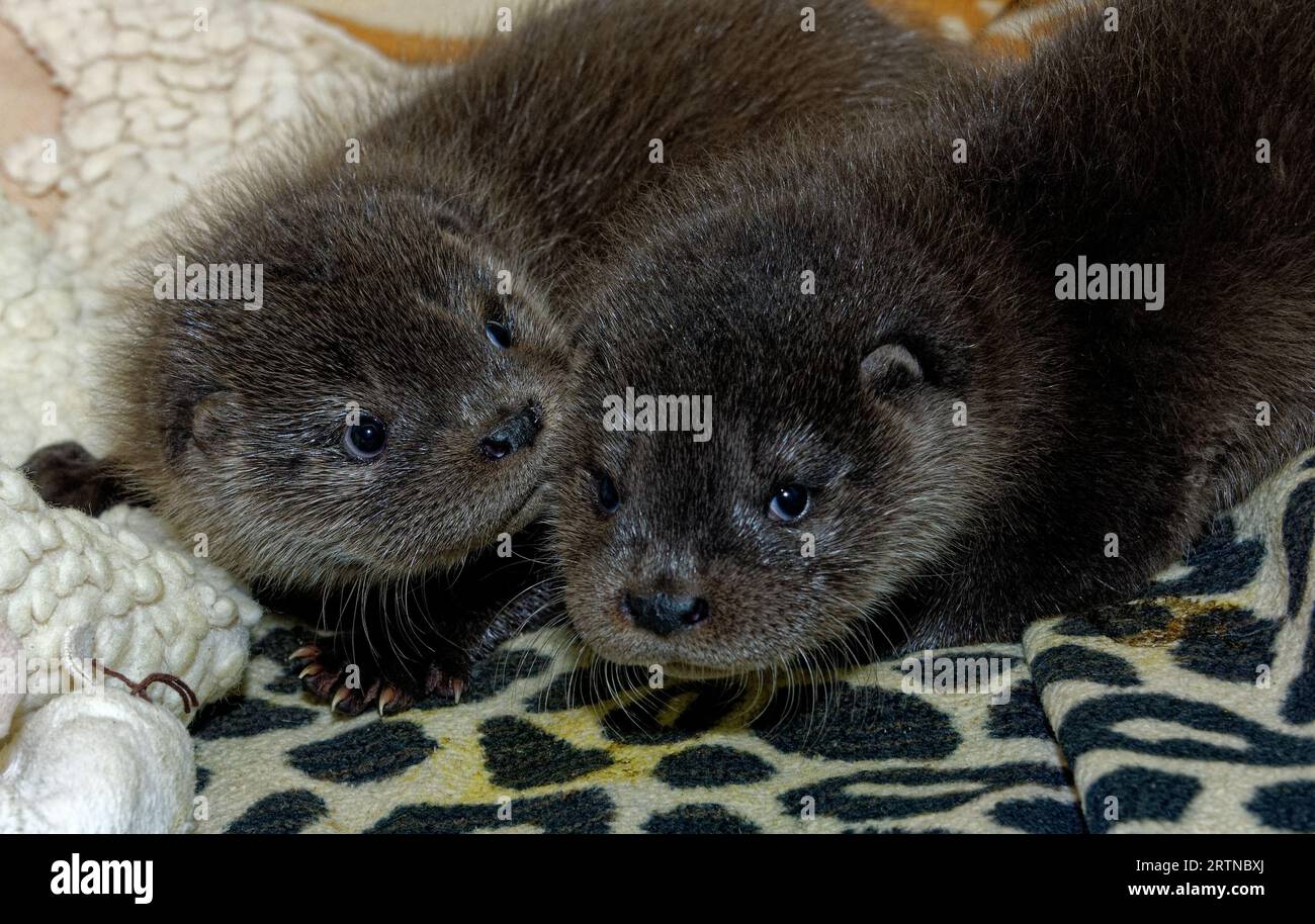 Two otter cubs hi-res stock photography and images - Alamy