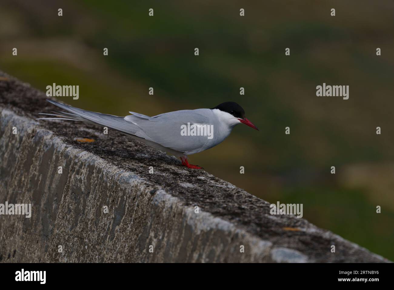 Sterna Paradisaea Family Laridae Genus Sterna Arctic tern wild nature seaside bird photography ...