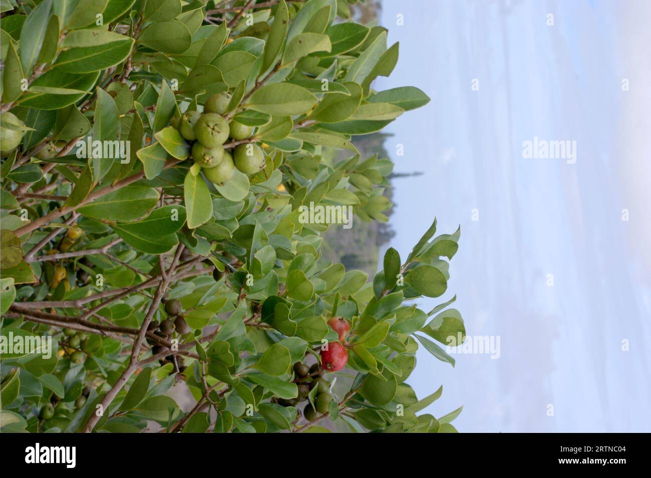 Guava fruit on branches hi-res stock photography and images - Alamy