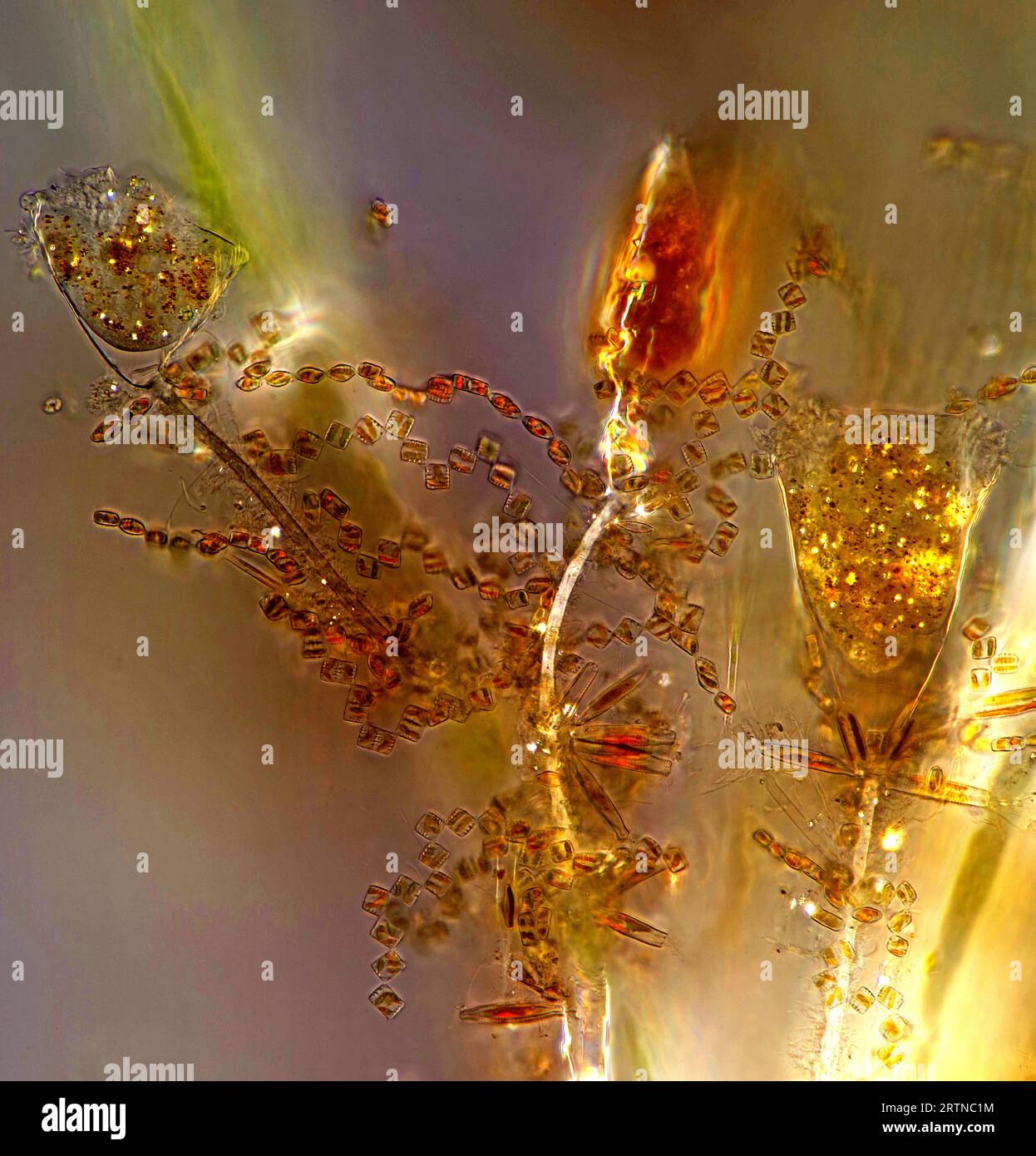 Diatoms hi-res stock photography and images - Alamy