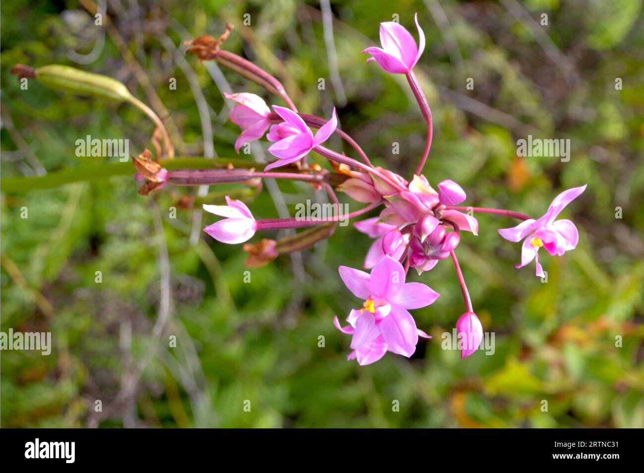 Beautiful rare West Australian native wild flower Purple tassels flower ...