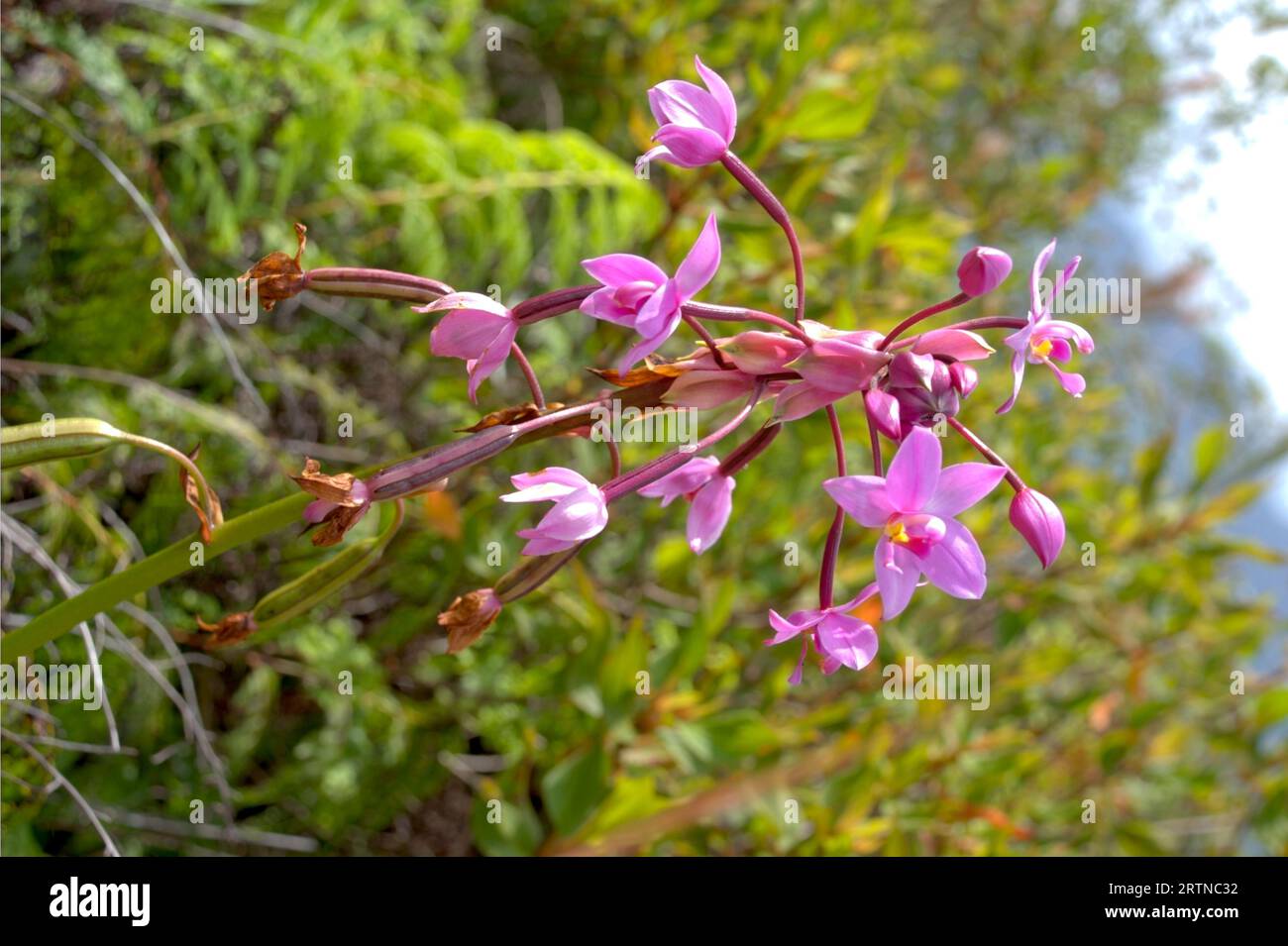 Beautiful rare West Australian native wild flower Purple tassels flower ...
