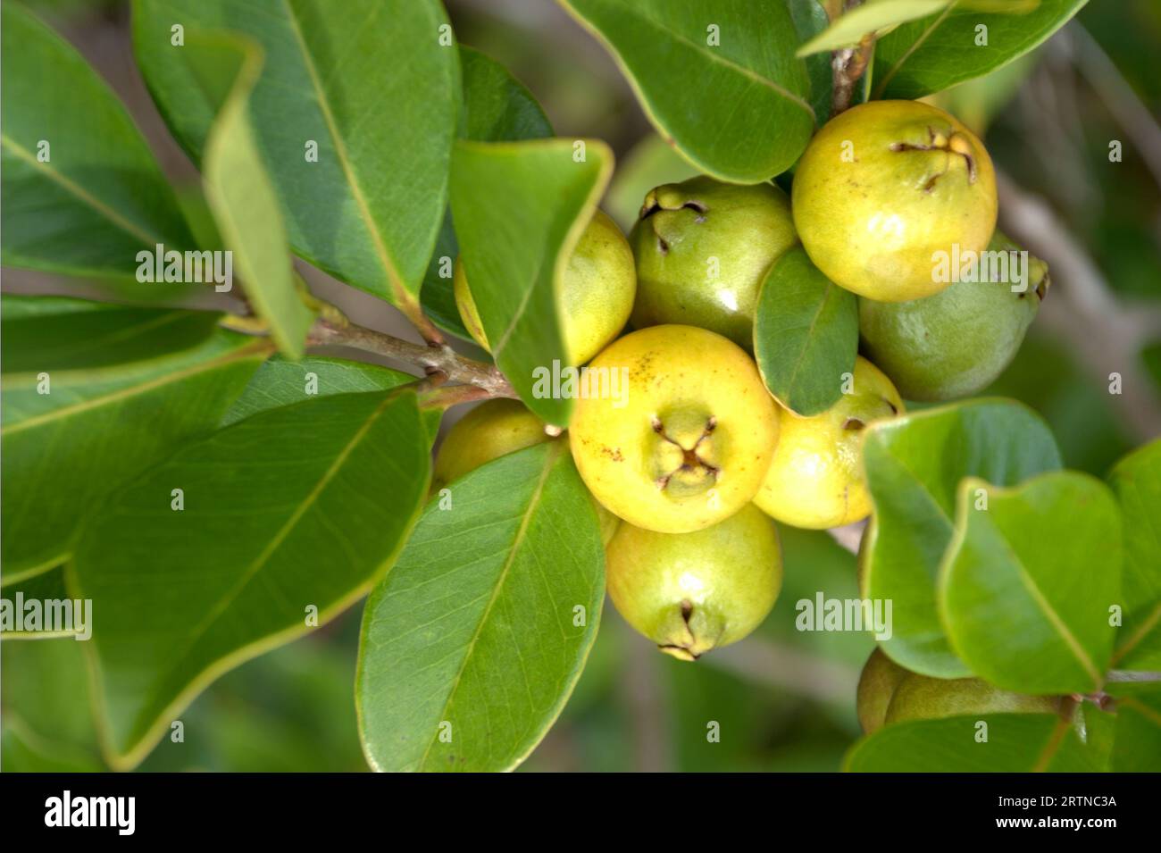 Guava fruit hi-res stock photography and images - Alamy