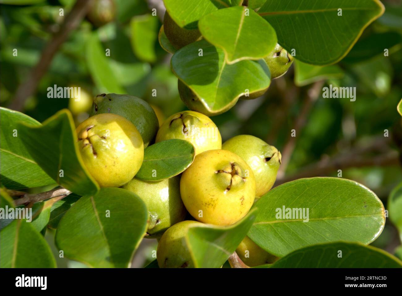 Guava fruit hi-res stock photography and images - Alamy