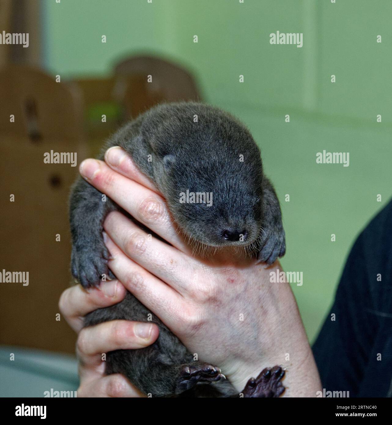 Eurasian Otter (Lutra lutra) 5 week old cub being held Stock Photo - Alamy
