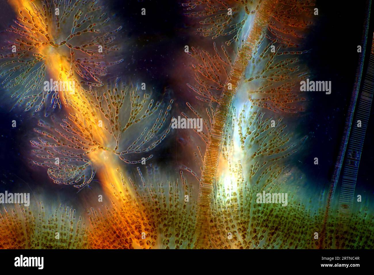 The image presents Batrachospermum sp., a kind of red algae, and ...