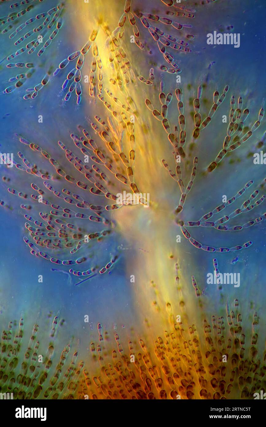 The image presents Batrachospermum sp., a kind of red algae ...