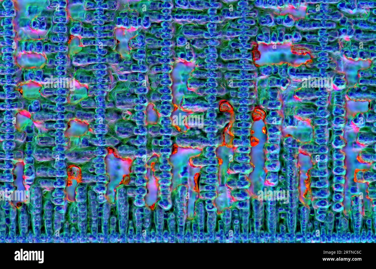 The image presents crystallized soy sauce, photographed through the ...