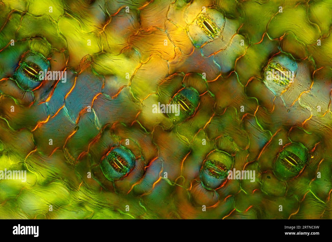 The image presents stomata in Spathiphyllum leaf epidermis ...