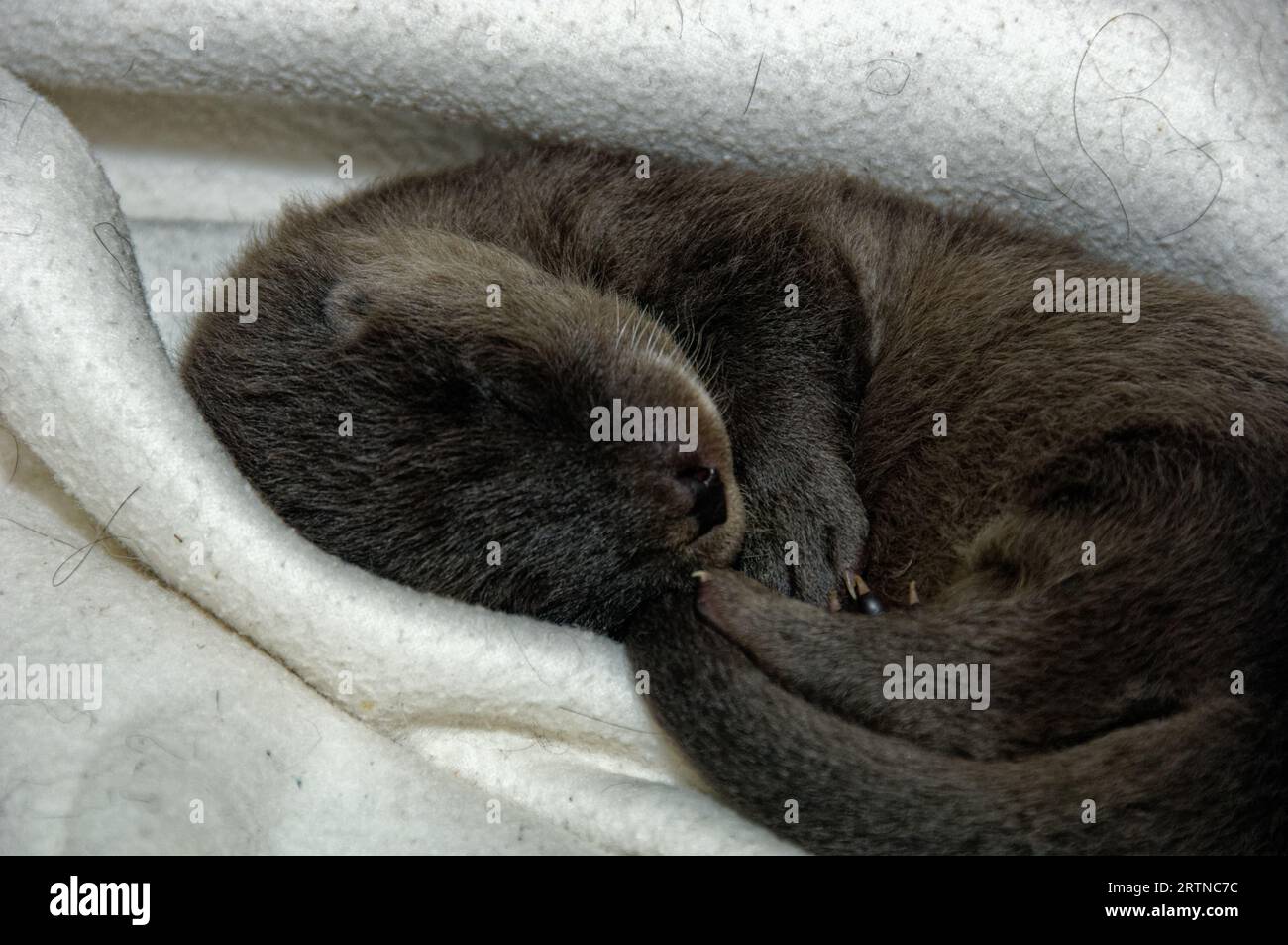 Eurasian Otter (Lutra lutra) 5 week old cub with one eye open Stock ...