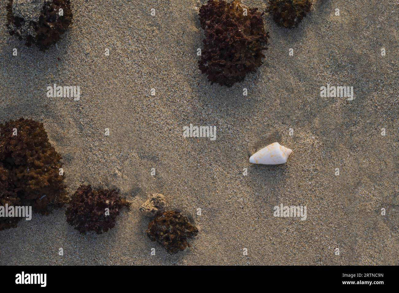 Top view of a set of plants and and conchs on beach with clear details ...